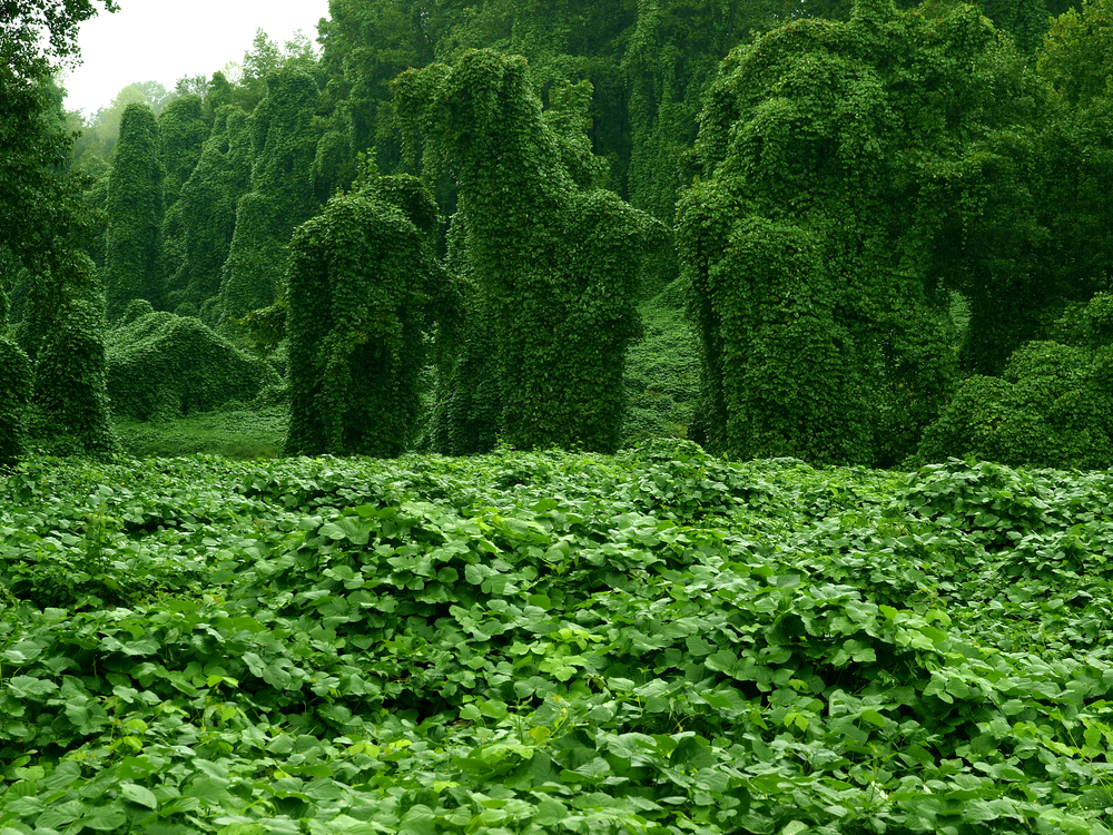 Kudzu Removal With SubSoil Mulching